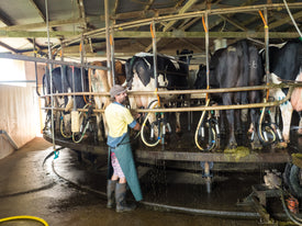 Gallo Dairyland